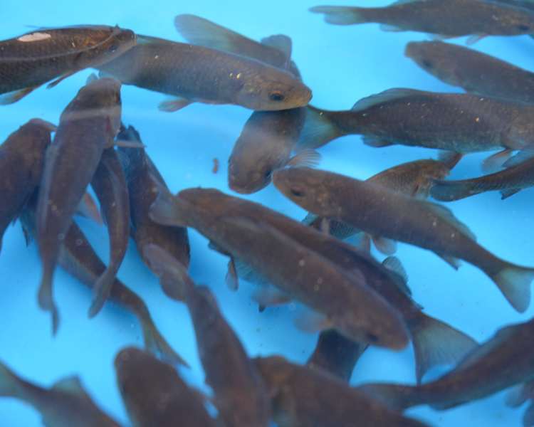 Buy Pond Fish Online - The Carp Co